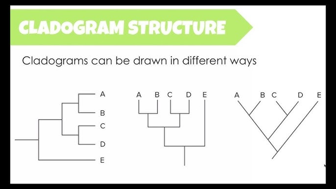 Cladogram vs Phylogenetic Tree: Key Differences Explained Simply