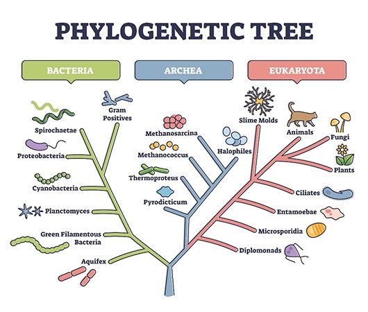 Cladogram vs Phylogenetic Tree: Key Differences Explained Simply